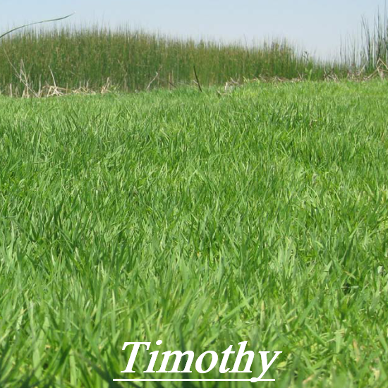 Grasses | Green Valley Seed, LLC